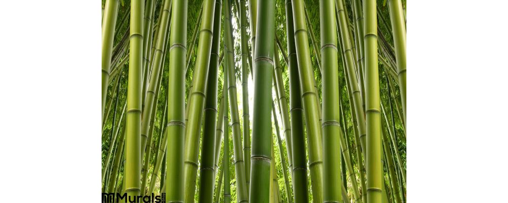 Bamboo Grove Wall Mural
