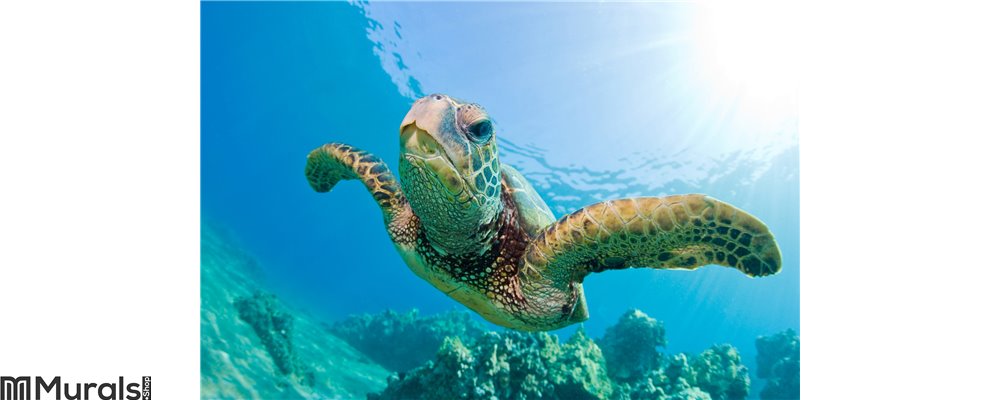 Sea turtle Wall Mural